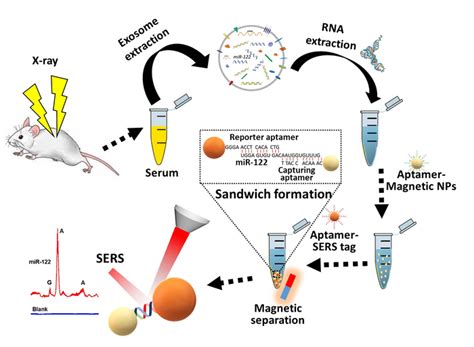 Novel Aptamer Sers Detection Protocol Develop Eurekalert