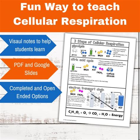 Cellular Respiration Notes Digital And Print Doodle Style Tpt