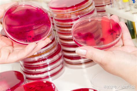 Rpmi 1640培养基如何配制 知乎