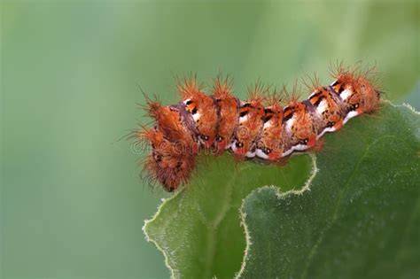 Acronicta Rumicis Caterpillar Aka Knot Grass Moth Larva Eating Rhubarb