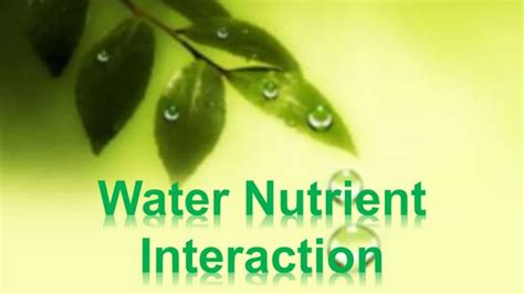 Water Nutrient Interaction Pptx