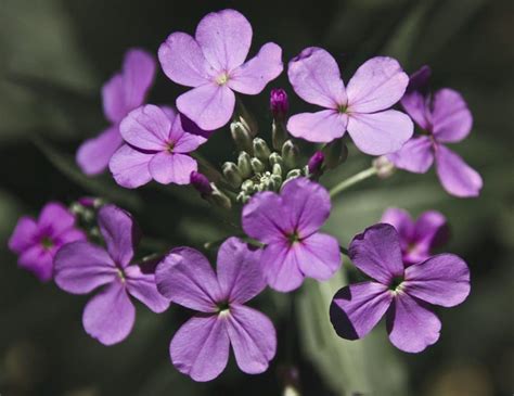 Flowers Name Purple At Adrienne Maldonado Blog