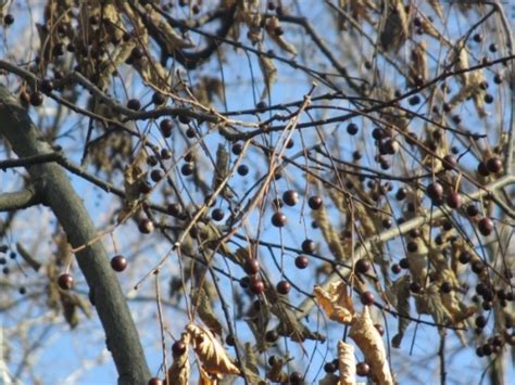 Hackberry Twisted Tree Farm