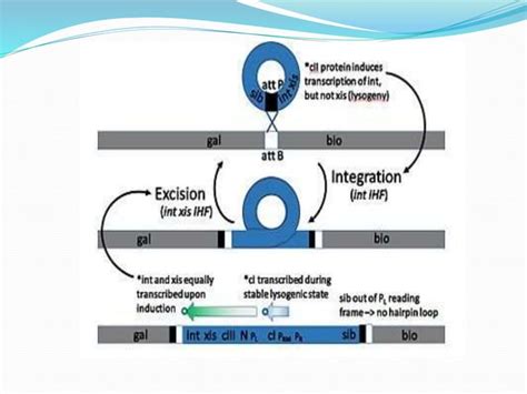 Bacteriophage And Replication Pptx Biological Sciences Science