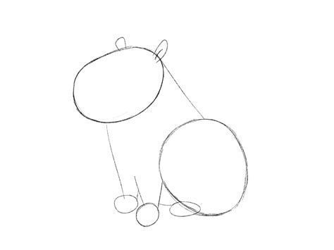 Capybara Drawing Ideas And Easy Step By Step Tutorials Glory Of The Snow
