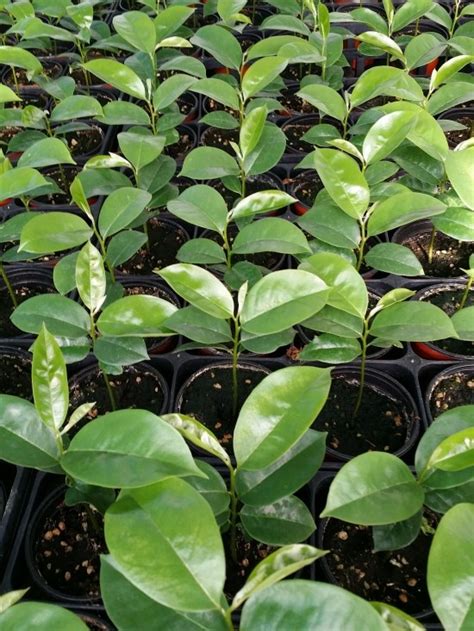 [그라비올라농장] 그라비올라묘목 그라비올라나무 그라비올라건잎 파는곳 네이버 블로그