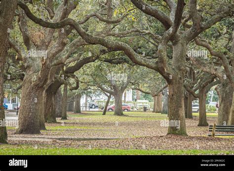 A Tunnel Formed By The Branches Of Old Southern Oak Trees In Charleston South Carolina Stock