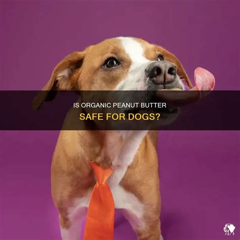 Is Organic Peanut Butter Safe For Dogs Petshun