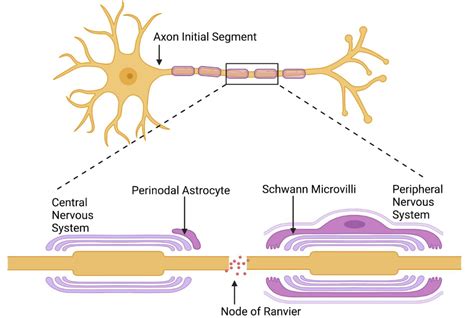 Understanding Nodes Of Ranvier In The Central And Peripheral Nervous