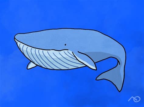 [겨자씨] 흰수염고래를 아시나요