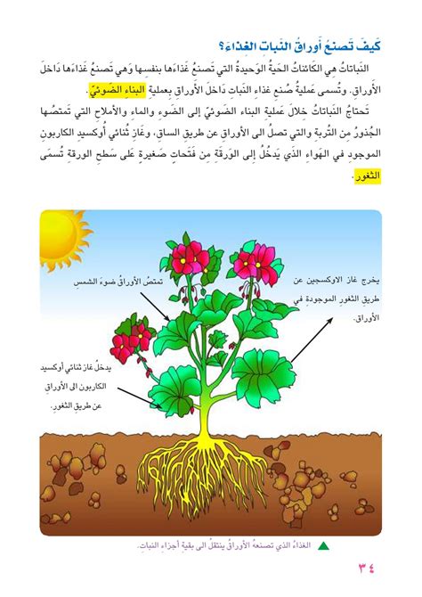 كيف تصنع أوراق النبات الغذاء؟ زيد الرسام النبات يصنع غذاءه علوم