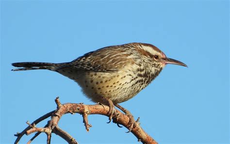 Birds Of Southern California Birds Of Southern California