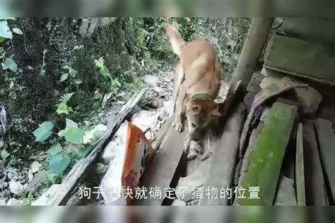 后院传来异响，狗子看准一口下去，结果直接“瘫痪”！结果后院