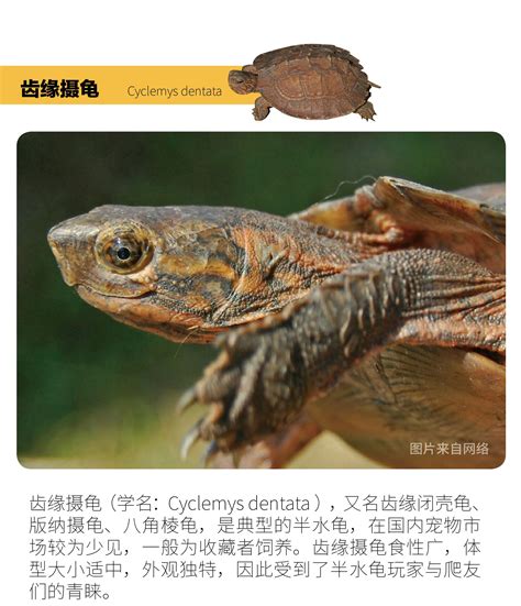 物种小谈齿缘摄龟 知乎