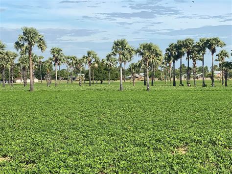 ပွင့်ထွန်းကျန်းမာရေးမြေပဲဆီနှင့်နှမ်းဆီသန့် အနံ့သင်းသင်းလေးနဲ့ အရောအနှောလုံး၀မပါတဲ့ ပွင့်ထွန