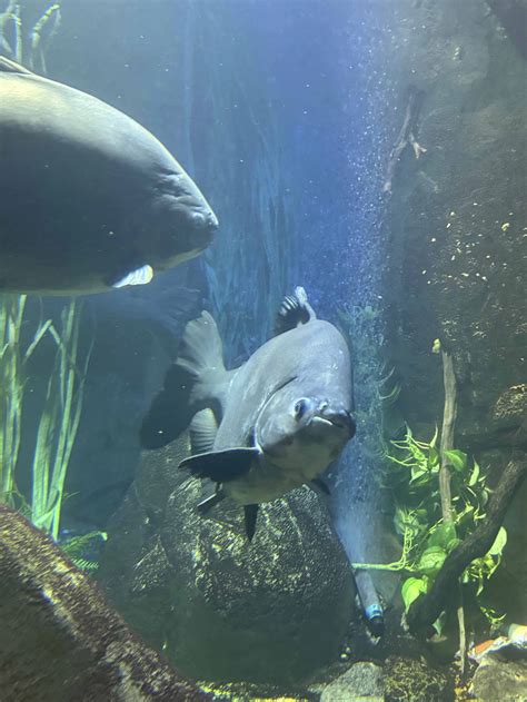 Pacu Aquarium