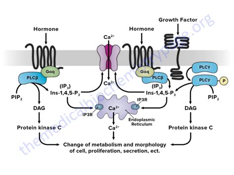 Signal Transduction Pathway Cancer