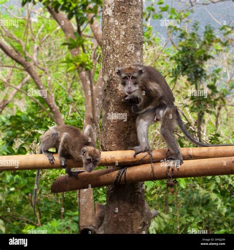 Monkey Tree Hi Res Stock Photography And Images Alamy