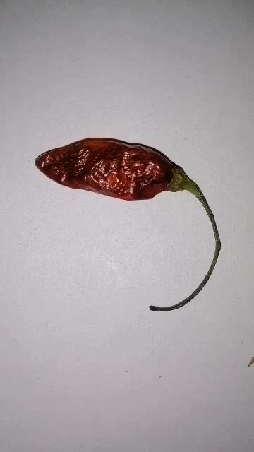 Bird Eye Chili Detection Object Detection Dataset And Pre Trained Model By Victorwork