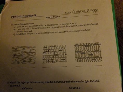 Solved Name Pre Lab Exercise Muscle Tissue In The Chegg
