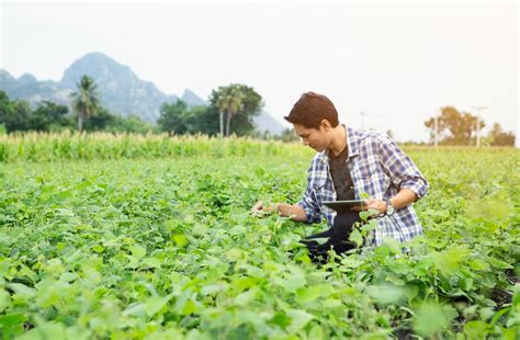 10 Advanced Tips For Effective Crop Monitoring And Early Pest And Pathogen Detection Wikifarmer