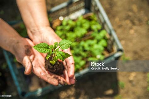 오픈 그라운드에서 오이와 토마토 심기 땅에 손을 대는 것은 묘 목을 닫고 복사 공간을 유지 합니다 개념에 대한 스톡 사진 및 기타 이미지 Istock