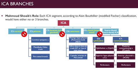 Always Forgetting The Branches Of The Internal Carotid Artery Ica 😅