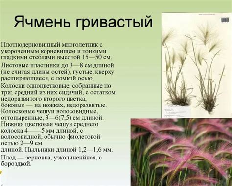 Гривастый ячмень: описание, выращивание, уход, 19 фото, отзывы