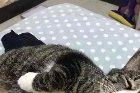 小猫喝母奶到多大不用管