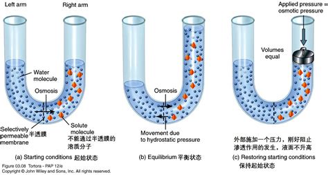 渗透压的面纱终于向你揭开雅森动态雅森博科科学仪器有限公司