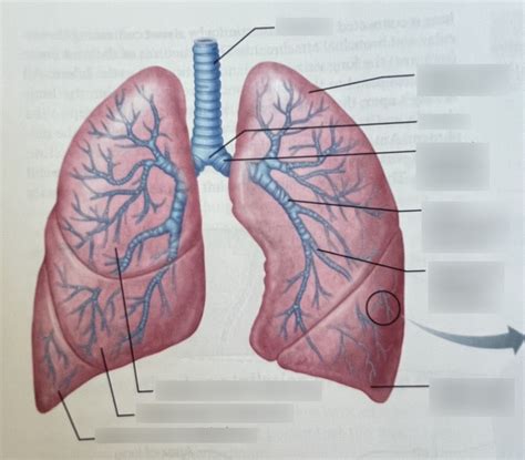 Lower Respiratory Tract Anatomy Diagram Quizlet