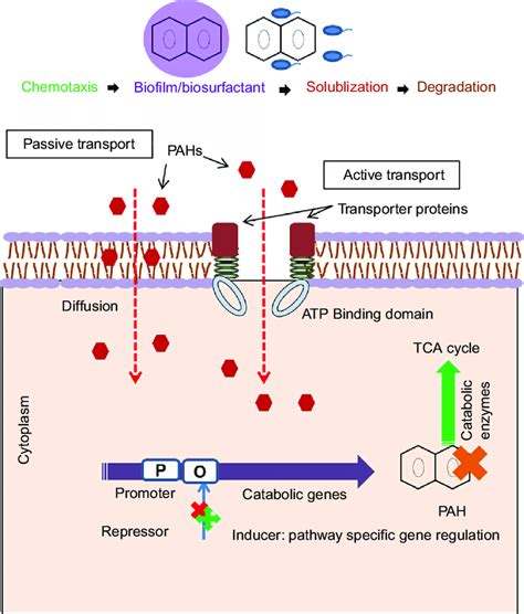 7 Metabolism Of A Pah By Bacteria Role Of Biofilm And Chemotaxis