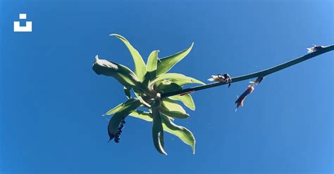 푸른 하늘을 배경으로 잎과 새싹이있는 식물의 가지 사진 Unsplash의 무료 식물 이미지