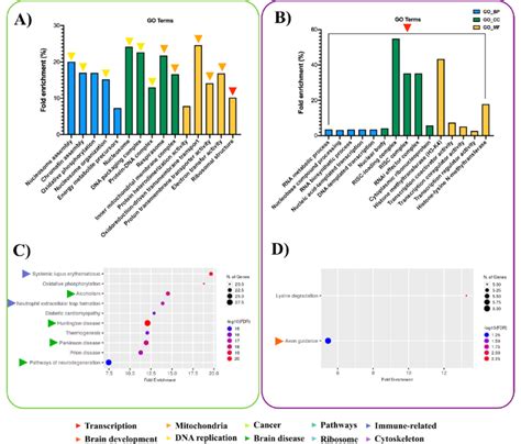 Top Five Enriched Go Terms Male Biased A And Female Biased B Genes