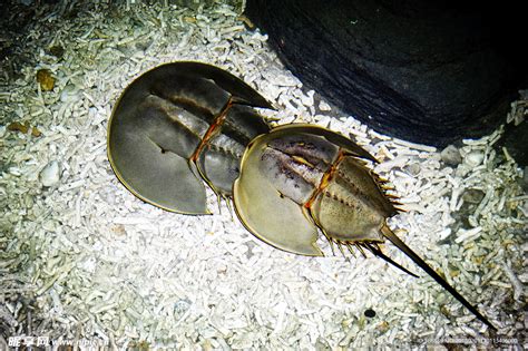 中华鲎摄影图 海洋生物 生物世界 摄影图库 昵图网