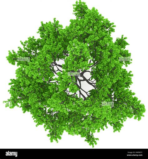 Tree Top View Stock Photo Alamy