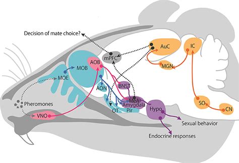 Frontiers Sexual Attractiveness Of Male Chemicals And Vocalizations
