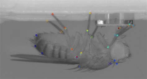 Label Mismatch Between The Predictions And The Human Labels · Issue 935 · Deeplabcut Deeplabcut