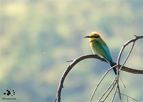 The Rainbow Bee Eater A Flash Of Colour Marysejansenart