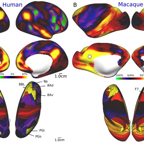 Cortical Thickness In Human Chimpanzee Macaque And Marmoset A