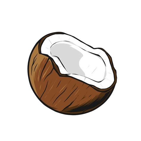 Coconut Vector Drawing