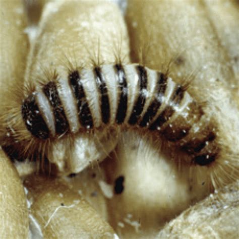 Pantry Pest Identification In Idaho Barrier Pest Control