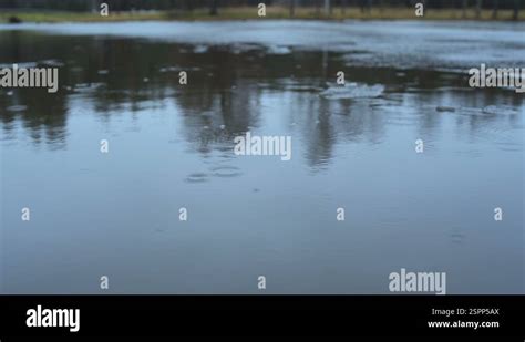 Thin Ice Floats In The Lake While Its Raining Stock Video Footage Alamy