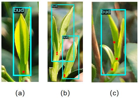 Locating Tea Bud Keypoints By Keypoint Detection Method Based On