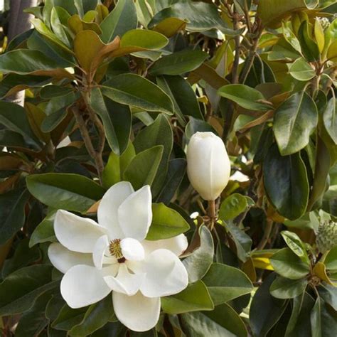 Magnolia Grandiflora Glen St Mary Southern Magnolia Siteone