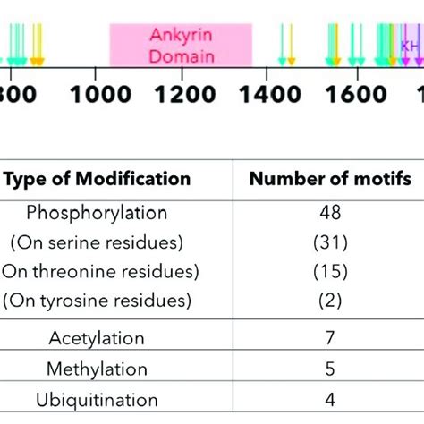 Post Translational Modifications Of Ankhd1 A Schematic Representation Download Scientific