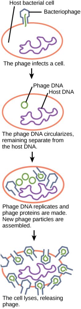 Lytic Cycle Diagram 5 Steps