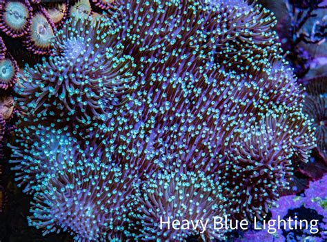 Neon Green Tip Toadstool Leather Coral Wysiwyg Zbr Zeo Box Reef