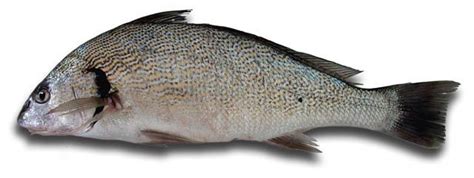 Ombrina Caratteristiche E Differenze Con Branzino E Orata Agrodolce