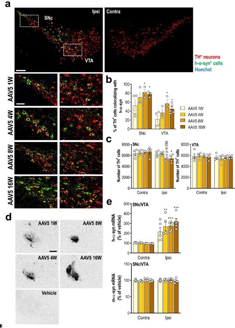 Anti α Synuclein Aso Delivered To Monoamine Neurons Prevents α